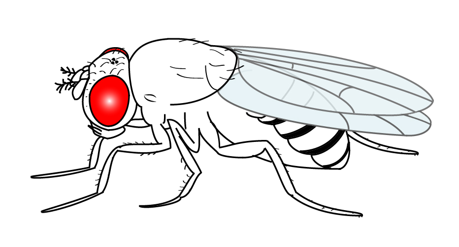Visual Circuit Assembly – Salecker lab